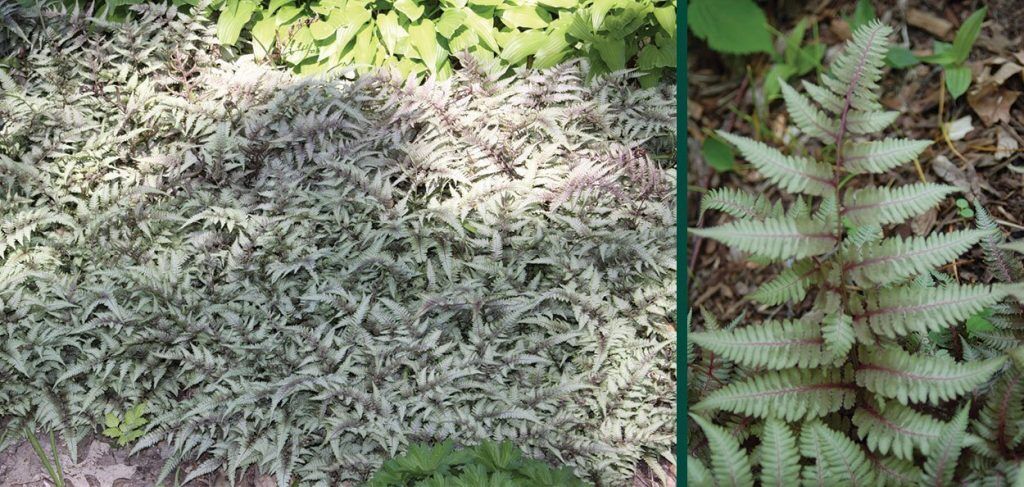 Japanese Painted Fern | Johnson's Nursery | KB