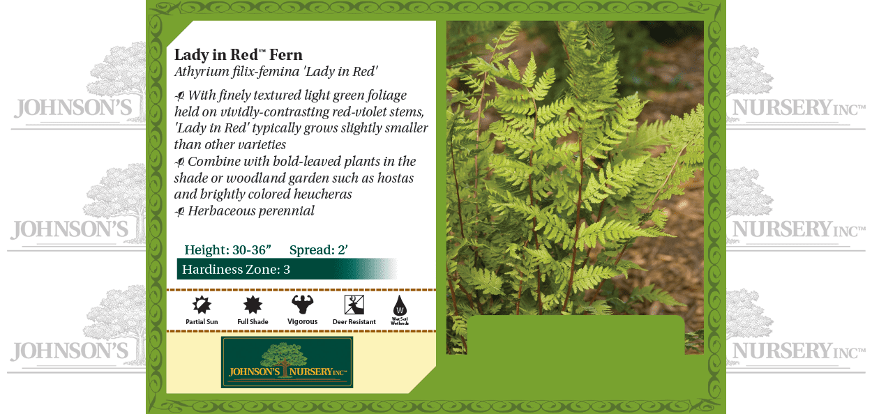 Lady in Red™ Fern | Johnson's Nursery | KB