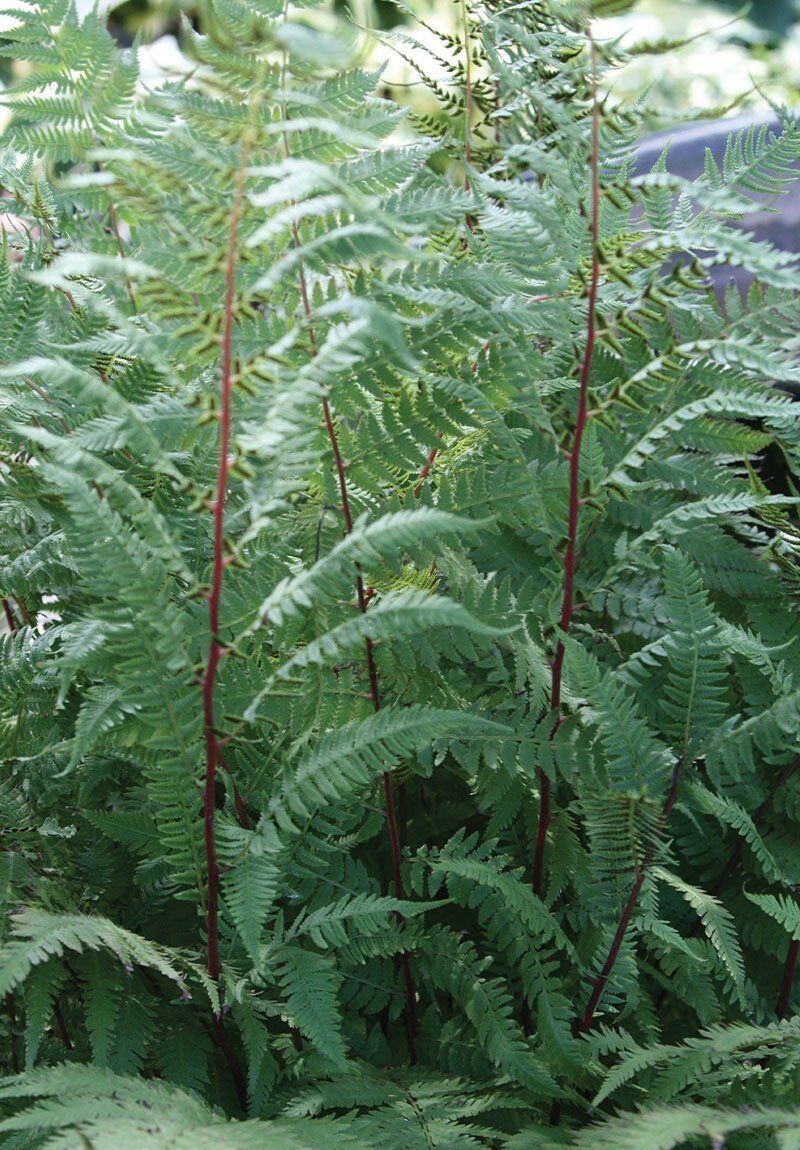 Lady in Red™ Fern | Johnson's Nursery | KB