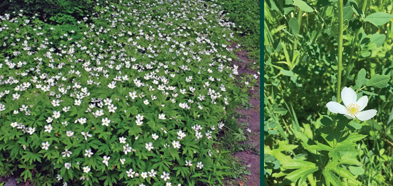 6 Native Groundcovers for Pollinators | Johnson's Nursery | KB