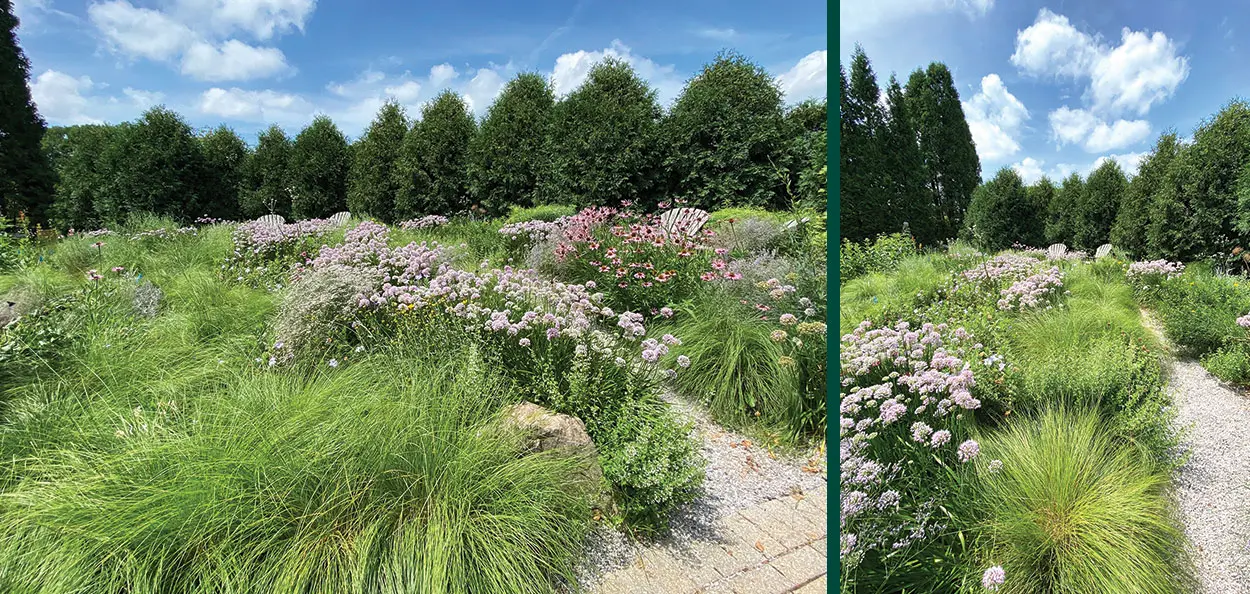 Prairie Dropseed Grass | Johnson's Nursery | KB