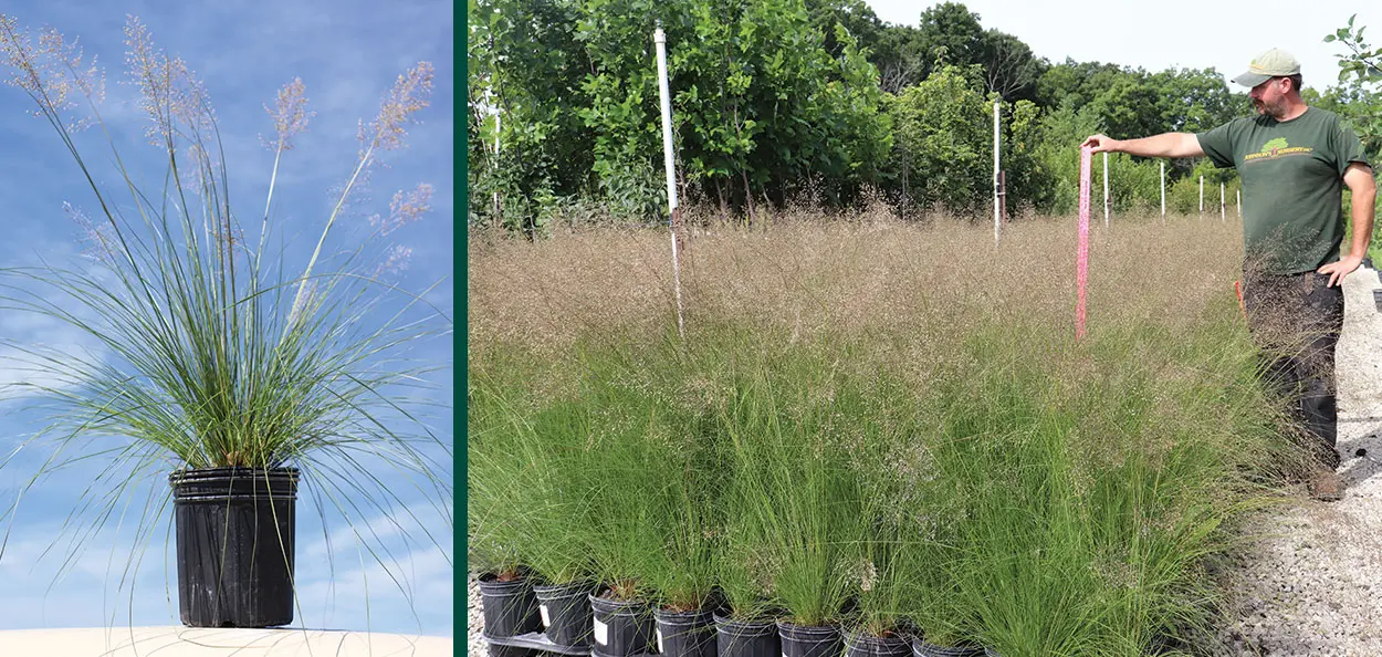 Prairie Dropseed Grass | Johnson's Nursery | KB
