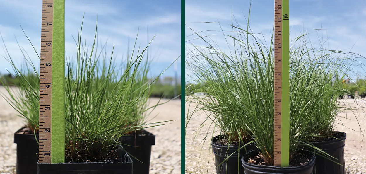 Prairie Dropseed Grass | Johnson's Nursery | KB