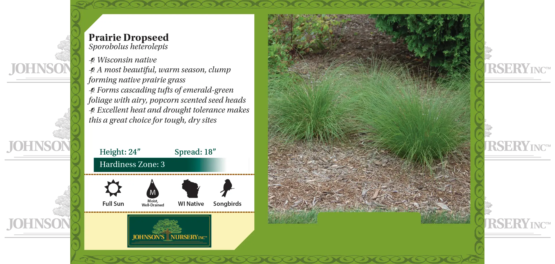 Prairie Dropseed Grass | Johnson's Nursery | KB