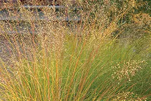 Prairie Dropseed Grass | Johnson's Nursery | KB
