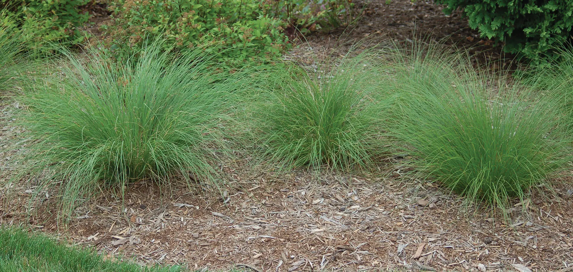 Prairie Dropseed Grass | Johnson's Nursery | KB