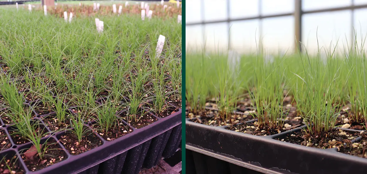 Prairie Dropseed Grass | Johnson's Nursery | KB