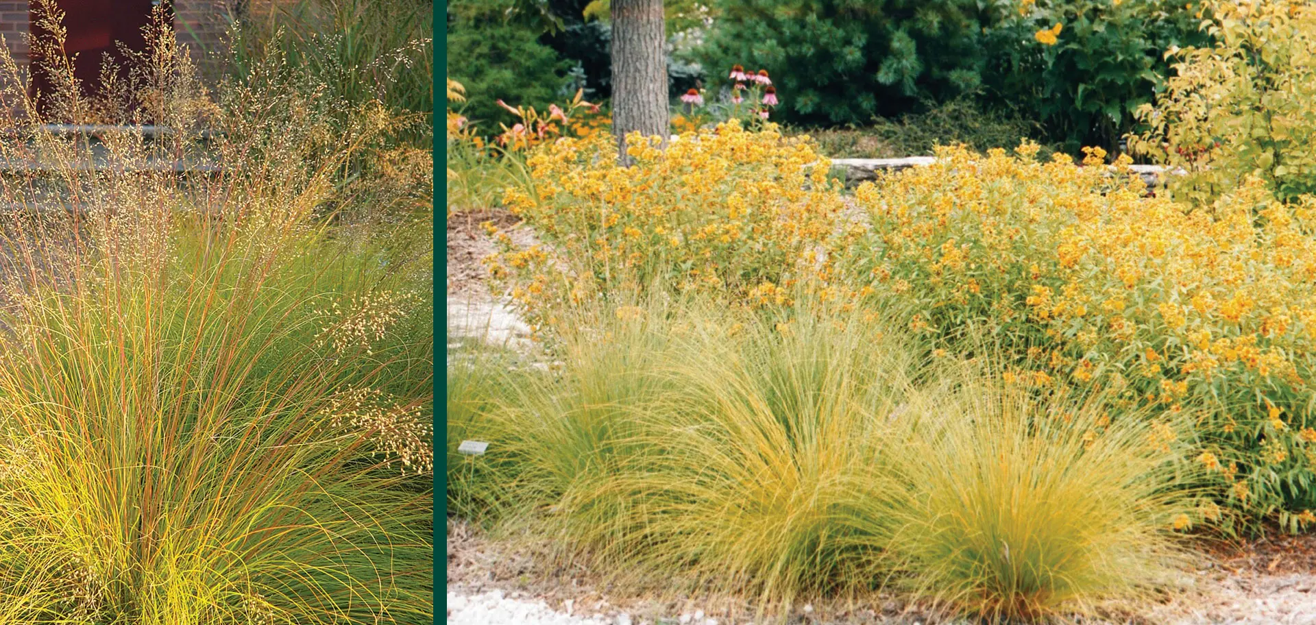 Prairie Dropseed Grass | Johnson's Nursery | KB