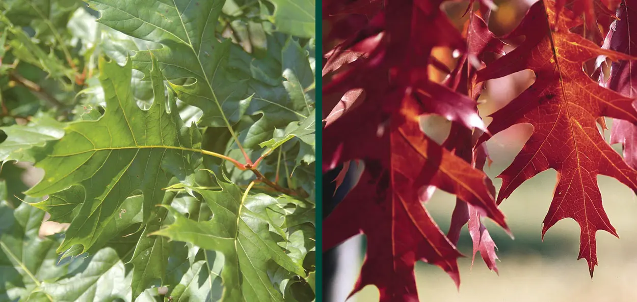 Red Oak | Johnson's Nursery | KB