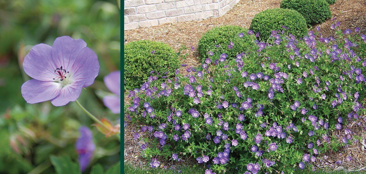 Rozanne Geranium | Johnson's Nursery | KB