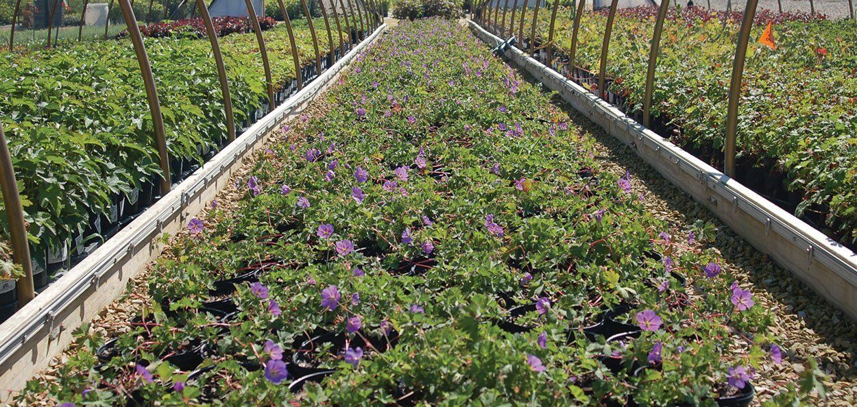 Rozanne Geranium | Johnson's Nursery | KB