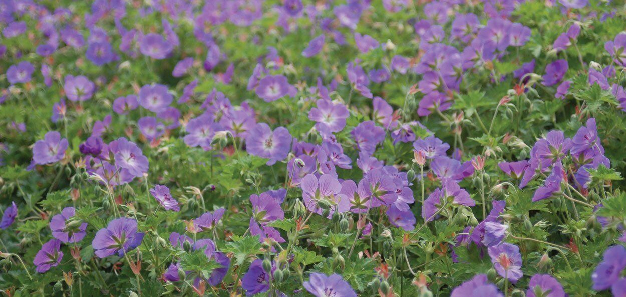 Rozanne Geranium | Johnson's Nursery | KB