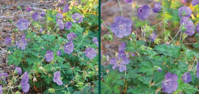 Rozanne Geranium | Johnson's Nursery | KB