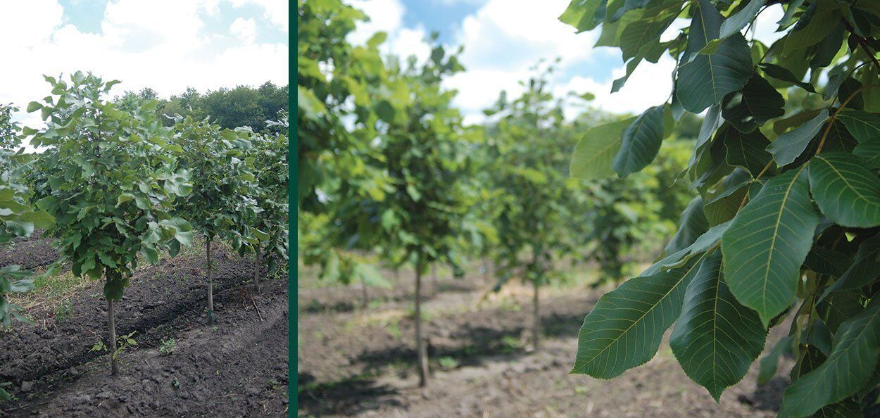 Shagbark Hickory | Johnson's Nursery | KB