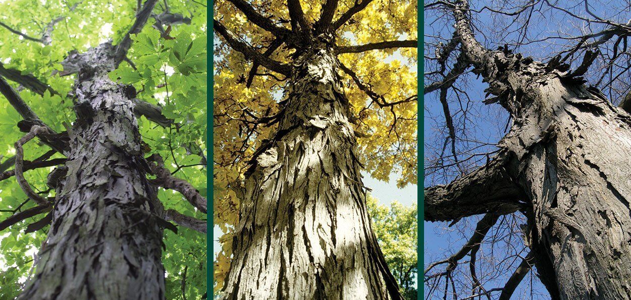 Shagbark Hickory | Johnson's Nursery | KB