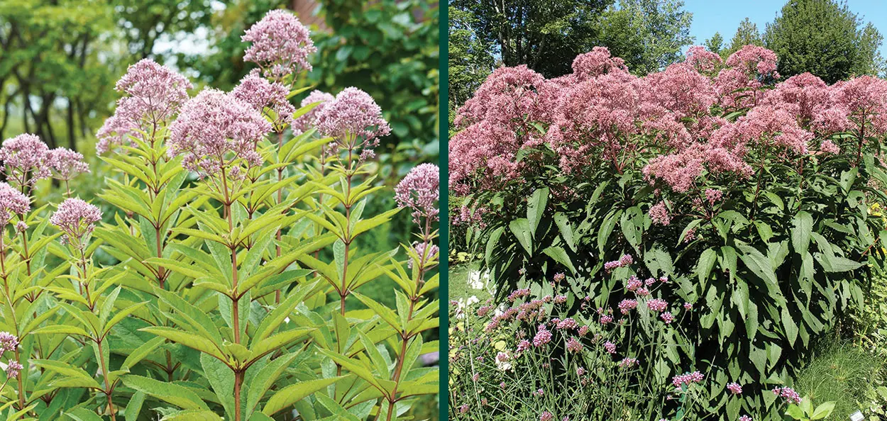 Spotted Joe-Pye Weed | Johnson's Nursery | KB