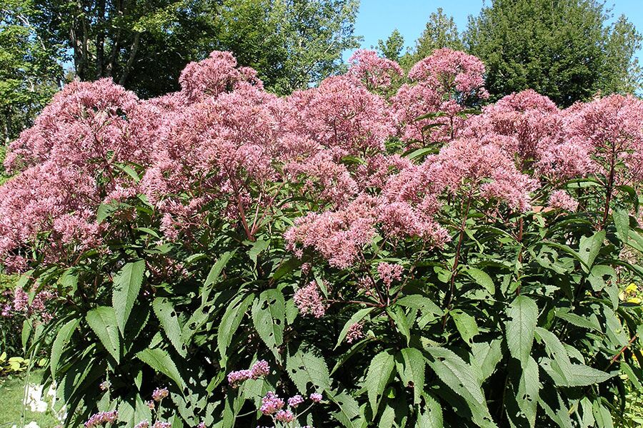 Spotted Joe-Pye Weed | Johnson's Nursery | KB