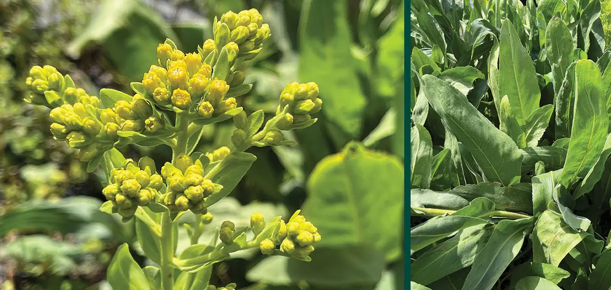 Stiff Goldenrod | Johnson's Nursery | KB