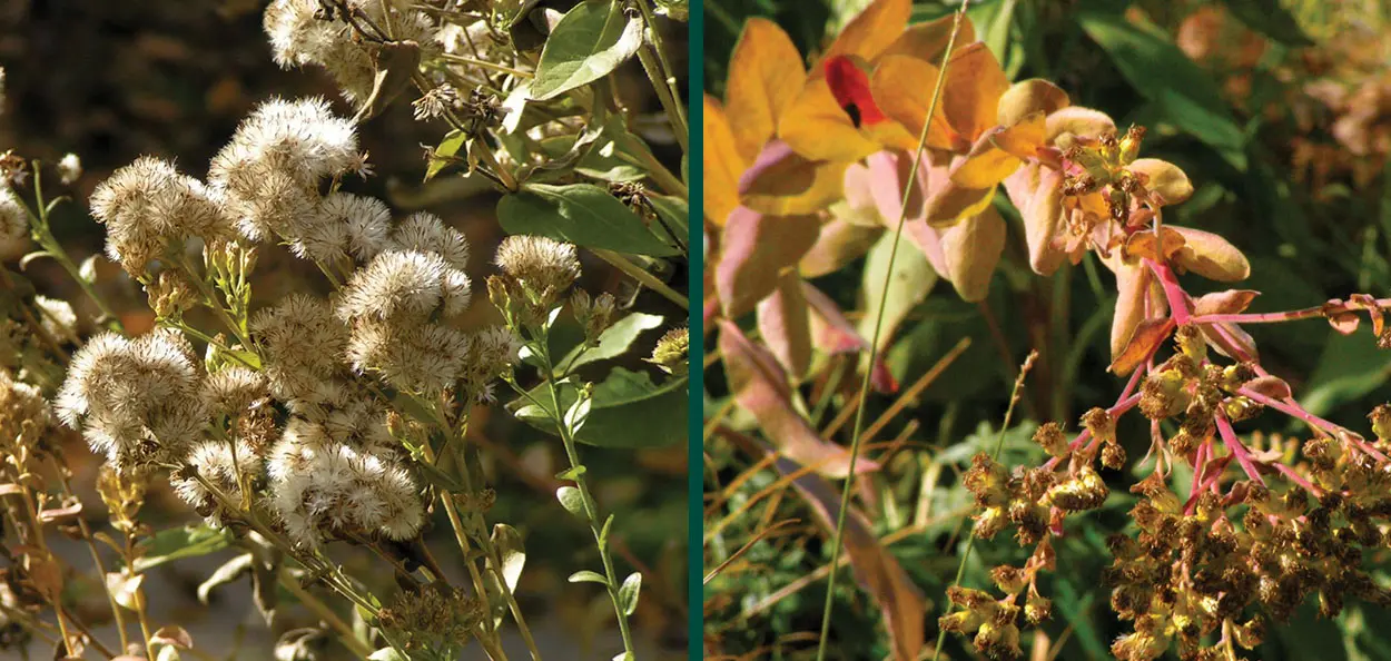 Stiff Goldenrod | Johnson's Nursery | KB