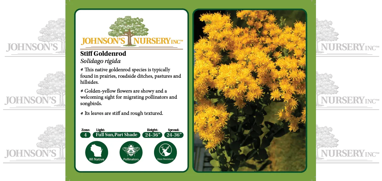 Stiff Goldenrod | Johnson's Nursery | KB