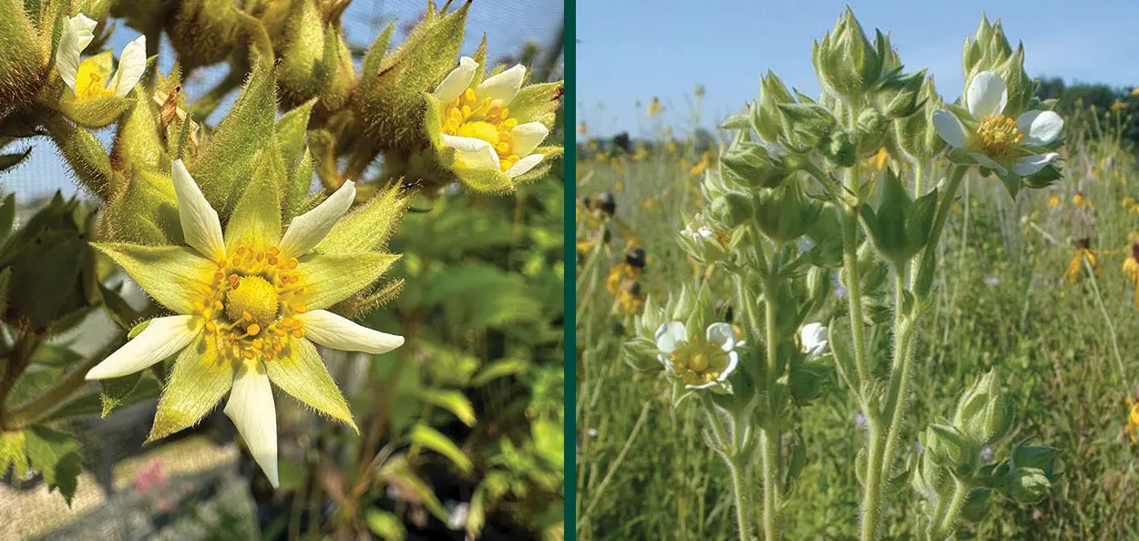 Tall (Prairie) Cinquefoil | Johnson's Nursery | KB