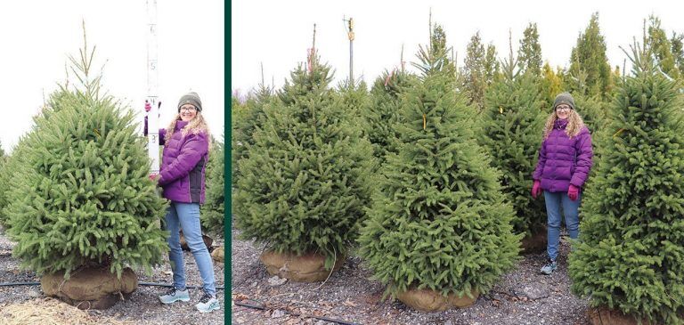 White Spruce | Johnson's Nursery | KB