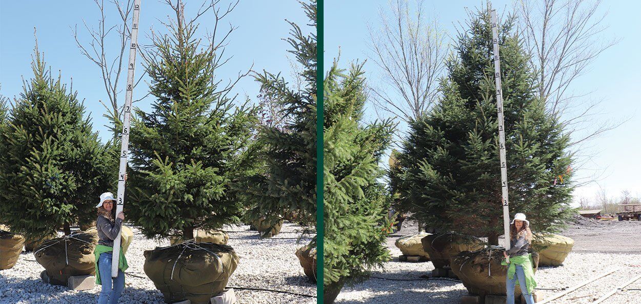 White Spruce | Johnson's Nursery | KB