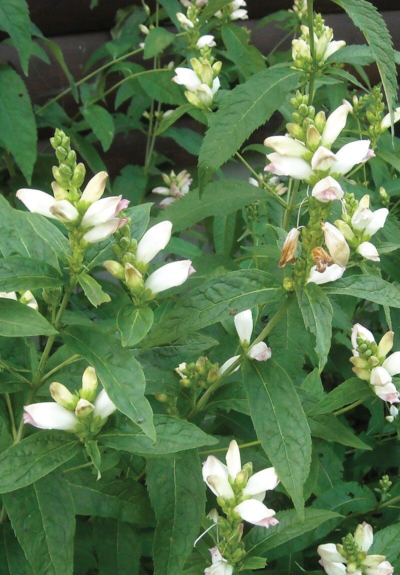 White Turtlehead | Johnson's Nursery | KB