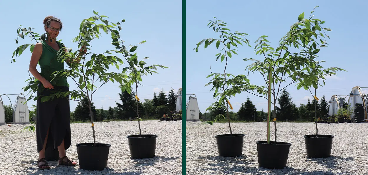 American Beech | Johnson's Nursery | KB