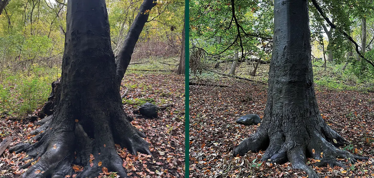 American Beech | Johnson's Nursery | KB