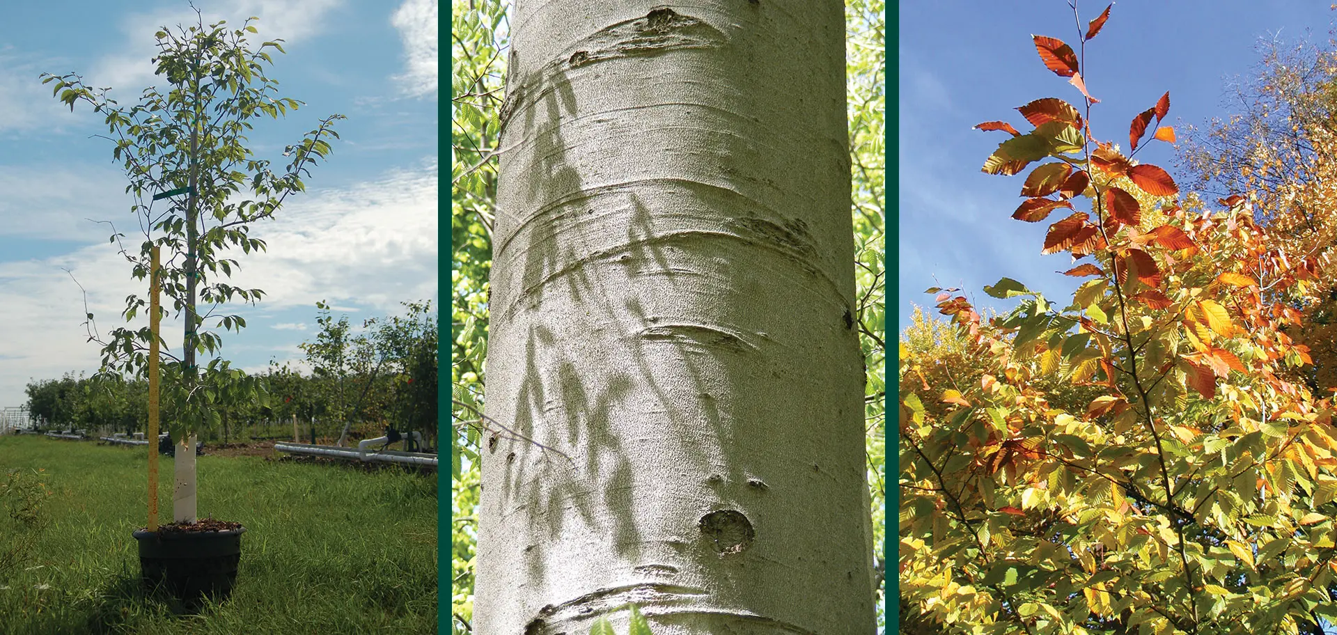 American Beech | Johnson's Nursery | KB