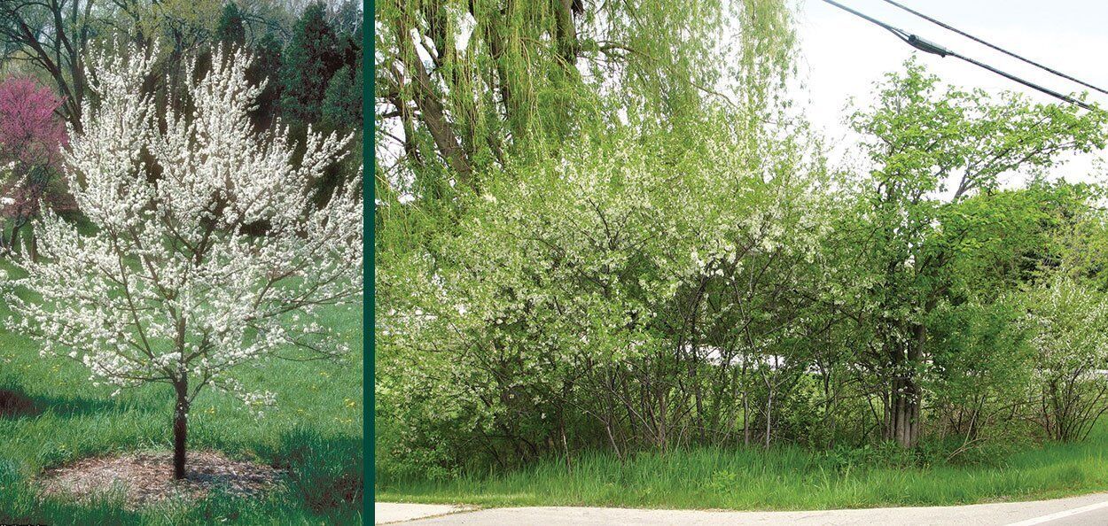 American Plum | Johnson's Nursery | KB