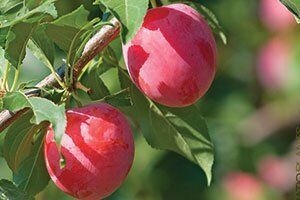 American Plum | Johnson's Nursery | KB