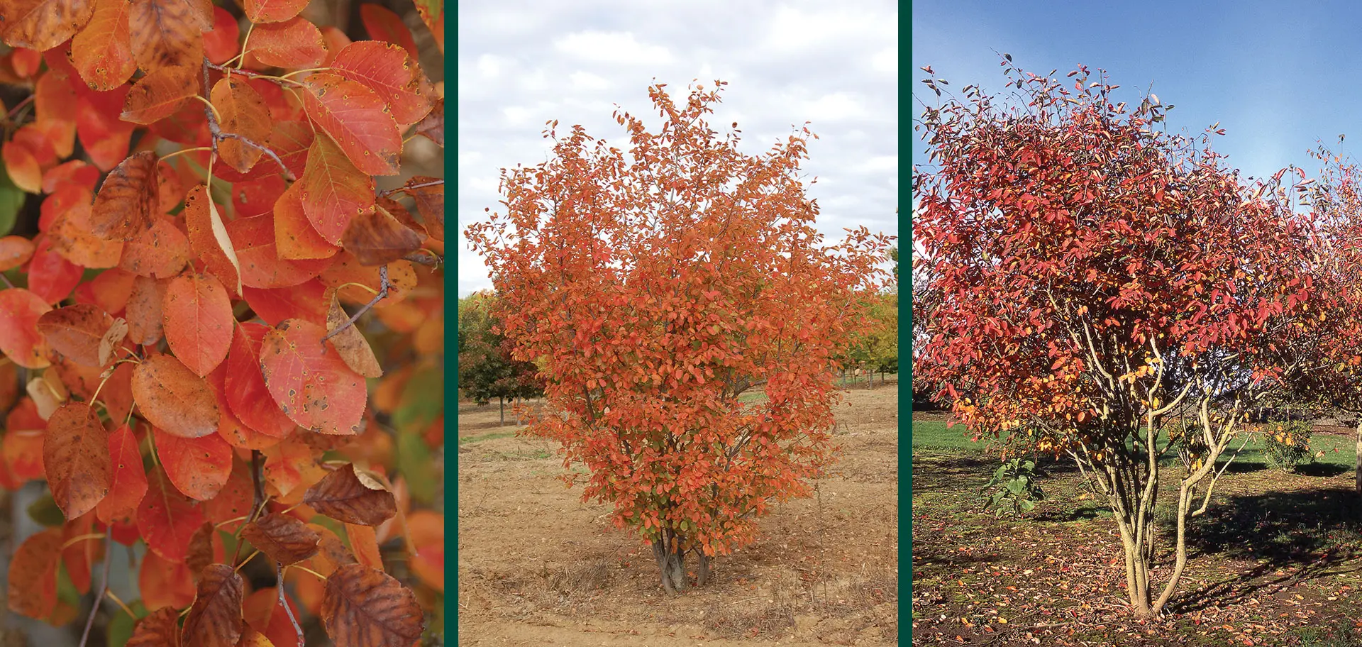 Autumn Brilliance® Serviceberry | Johnson's Nursery | KB