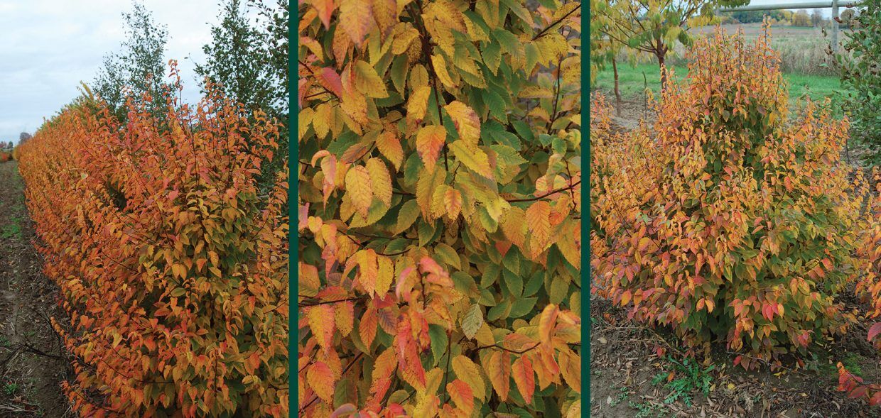 Ball o' Fire™ Musclewood | Johnson's Nursery | KB