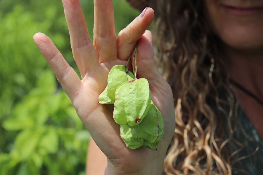 Bladdernut | Johnson's Nursery | KB