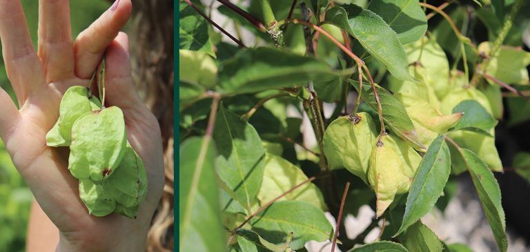 Bladdernut | Johnson's Nursery | KB