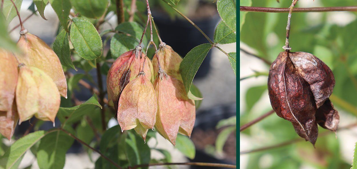 Bladdernut | Johnson's Nursery | KB