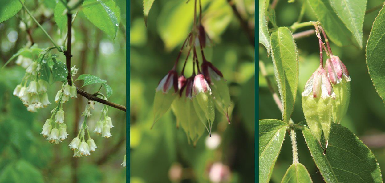 Bladdernut | Johnson's Nursery | KB