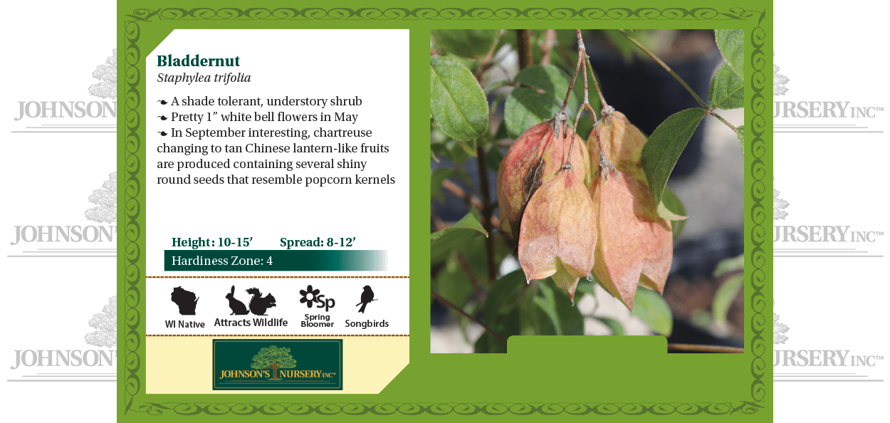 Bladdernut | Johnson's Nursery | KB