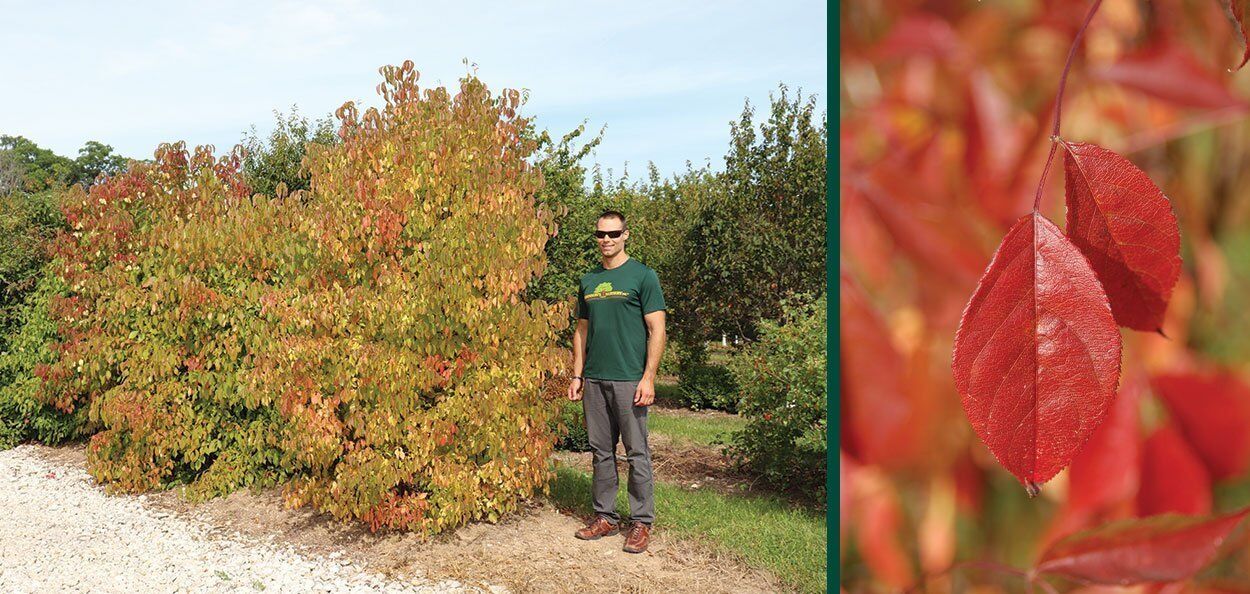 Bladdernut | Johnson's Nursery | KB