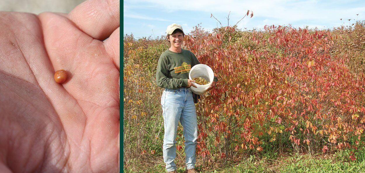 Bladdernut | Johnson's Nursery | KB