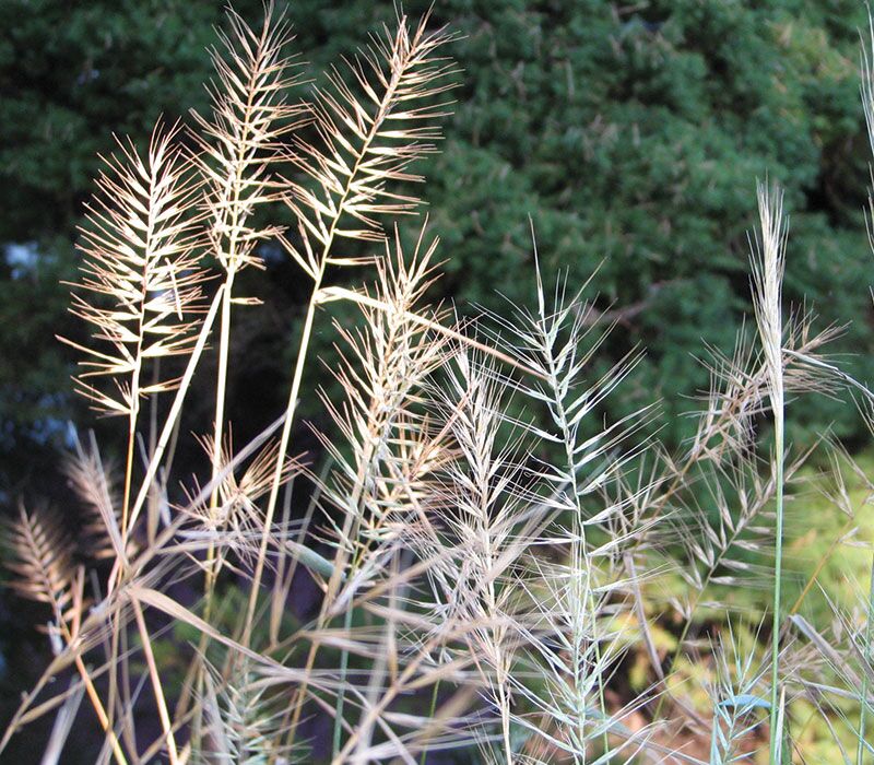 Wisconsin Native Grasses | Johnson's Nursery | Knowledgebase