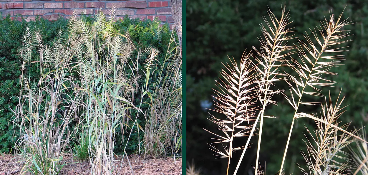 Bottlebrush Grass | Johnson's Nursery | KB