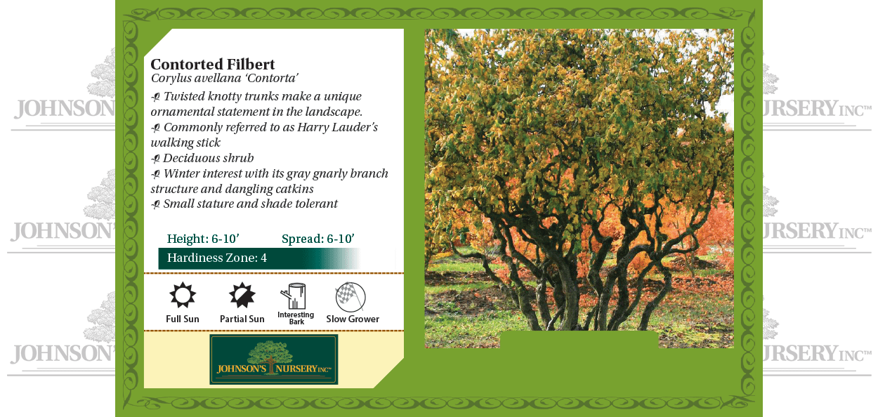 Contorted Filbert | Johnson's Nursery | KB