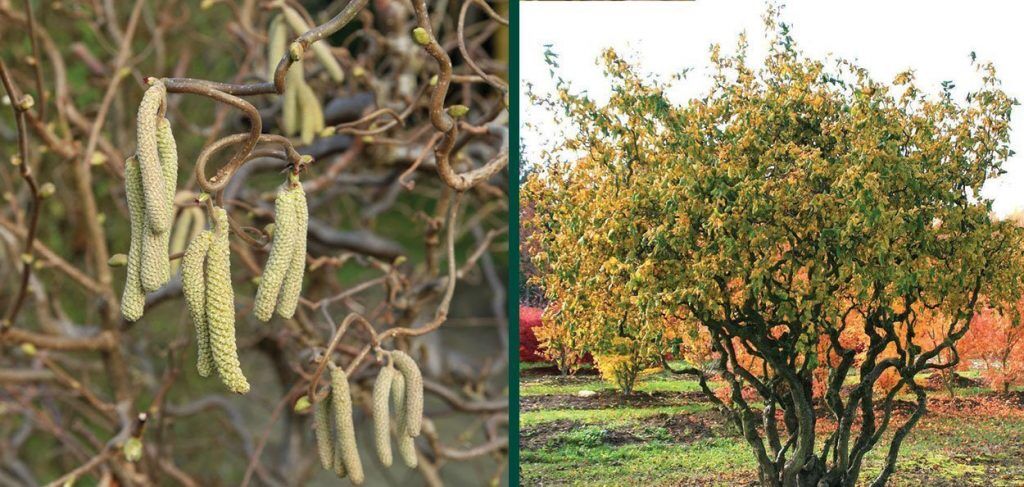 Contorted Filbert | Johnson's Nursery | KB