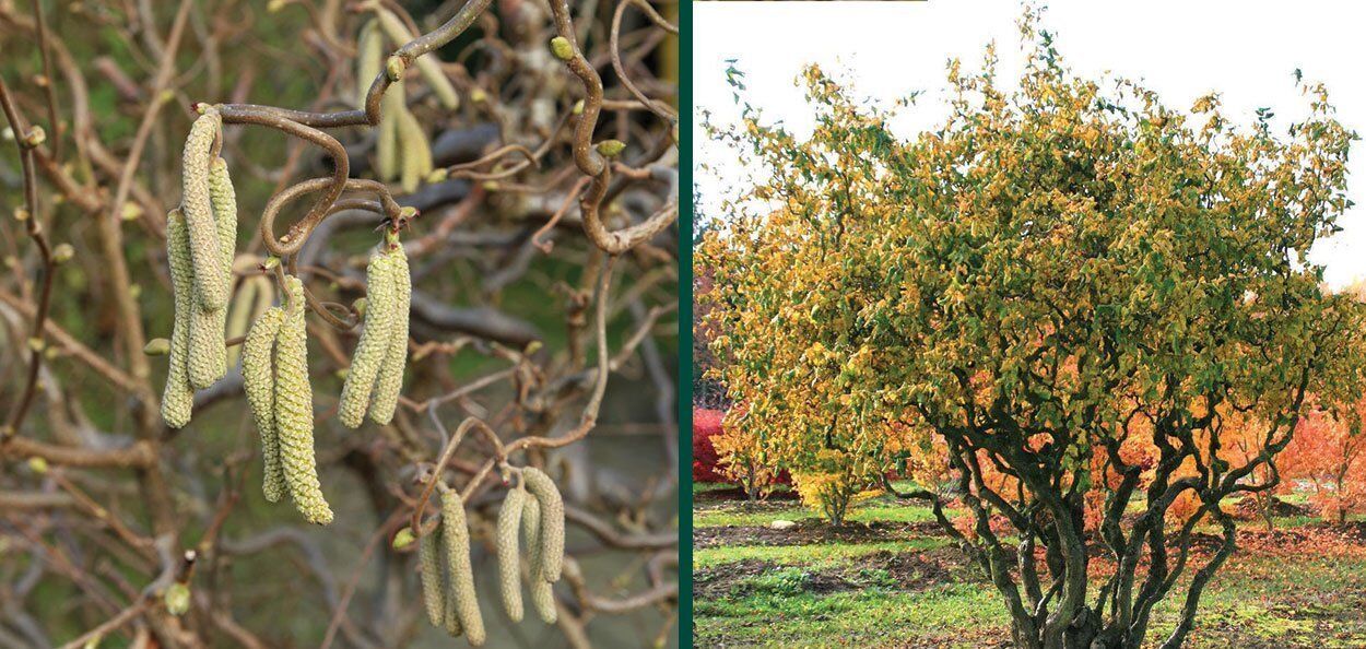 Contorted Filbert | Johnson's Nursery | KB