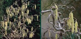 Contorted Filbert | Johnson's Nursery | KB