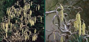 Contorted Filbert | Johnson's Nursery | KB