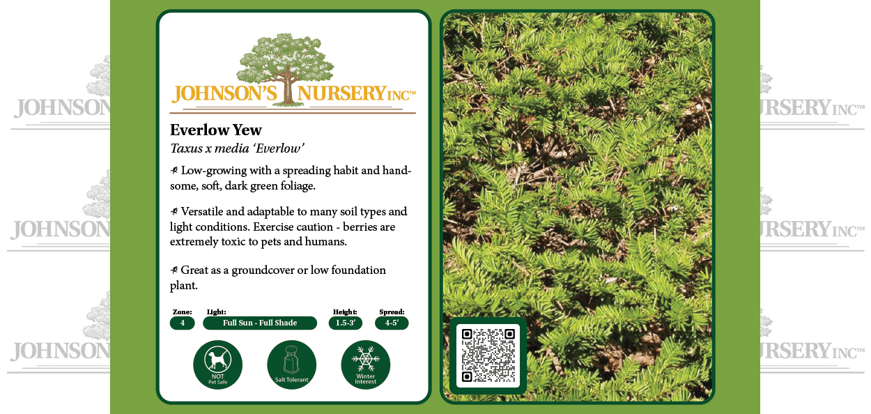 Everlow Yew | Johnson's Nursery | KB